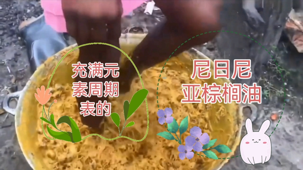 非洲尼日尼亚传统棕榈油制作过程