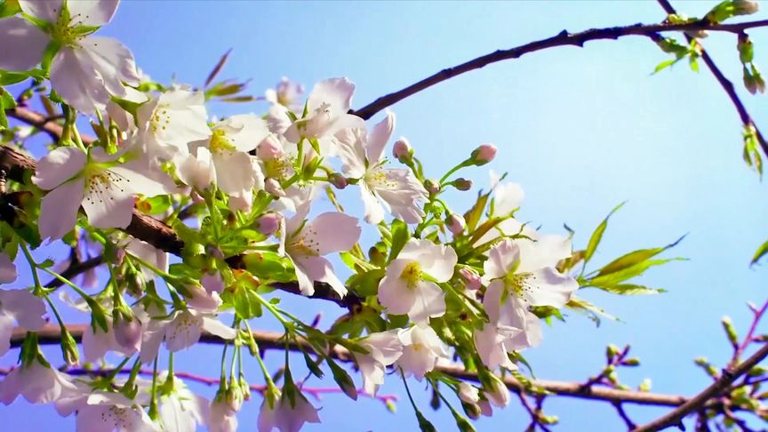 打造特色社团活动 展示多元文化风采