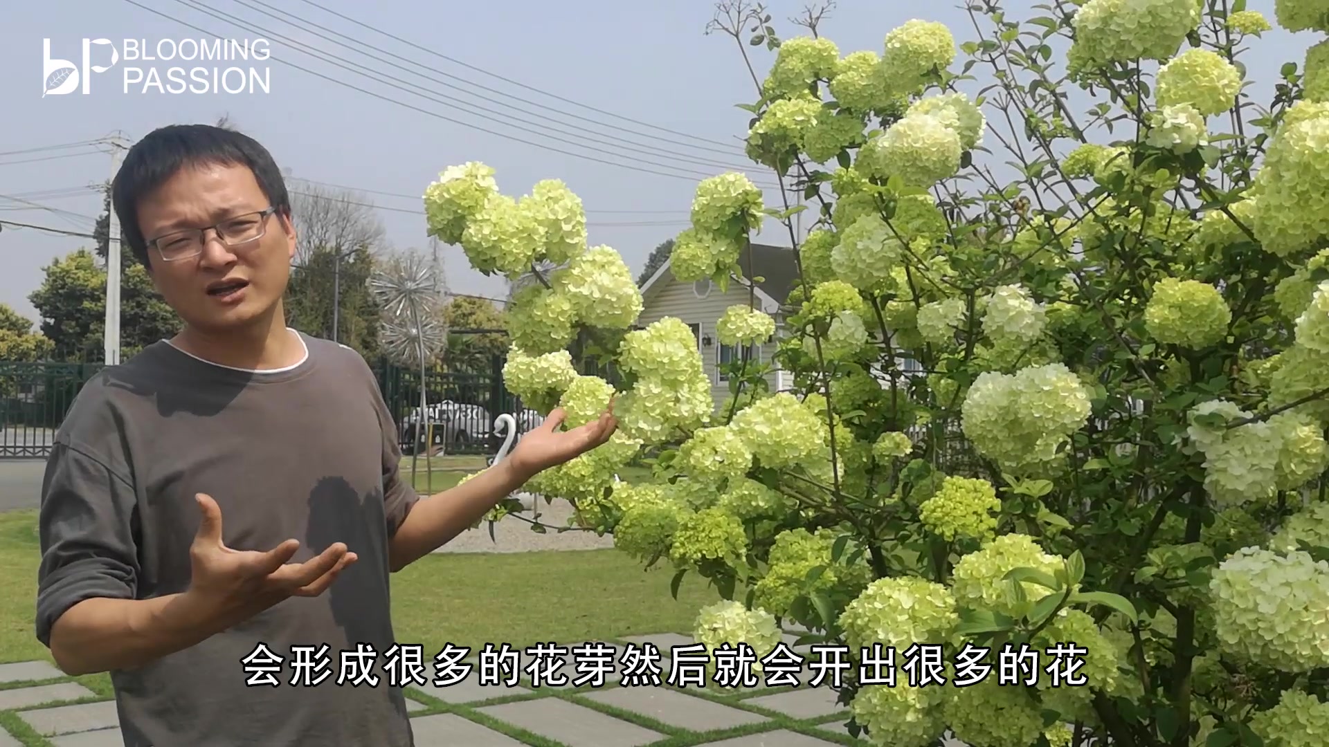 都在晒中华木绣球,我也来秀一下我们的,看谁家的更炸裂