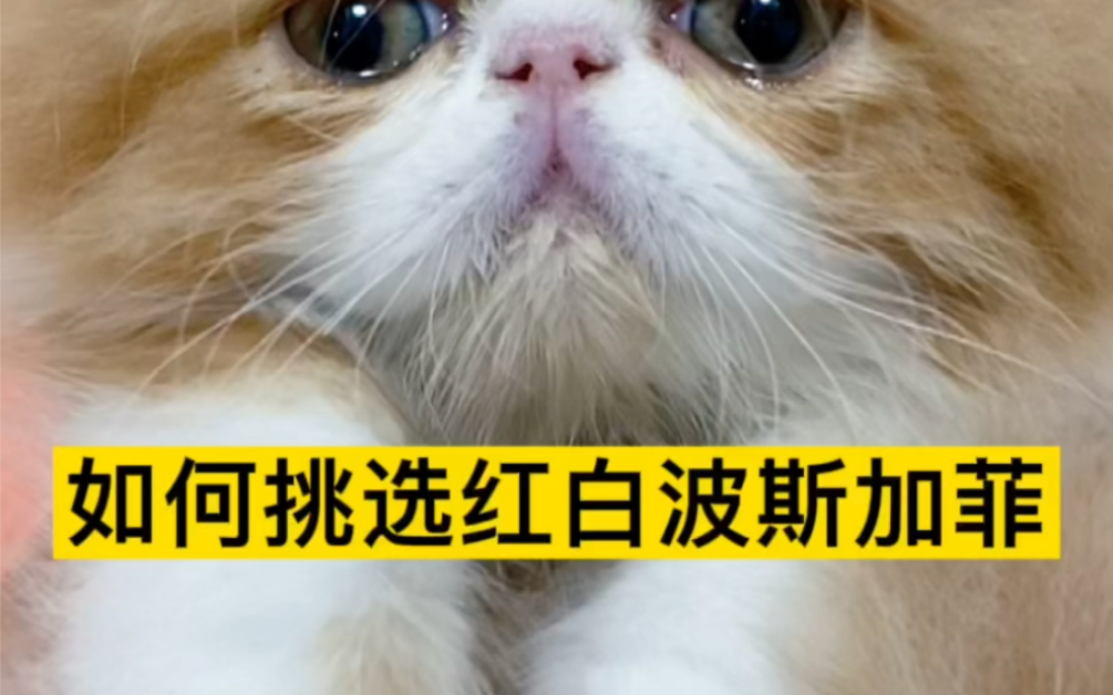 如何挑选红白波斯加菲猫,如何看红白波斯加菲猫,价格是多少?懂猫专家...