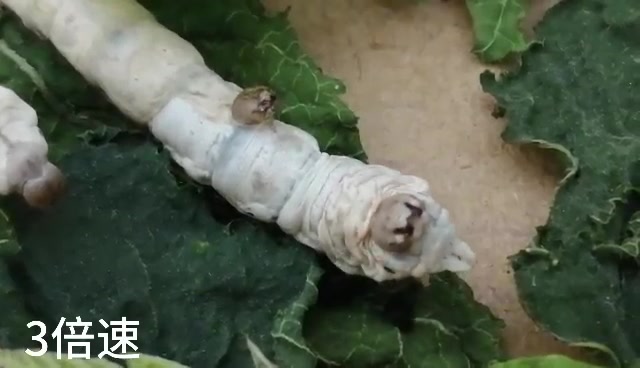 高清无码版蚕宝宝蜕皮2(两条不同姿势,双倍快乐