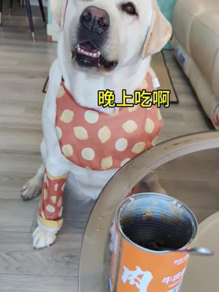 我们都是有商有量的!#适合家养的狗狗推荐 #不养狗不知道养狗的喜悦 ...