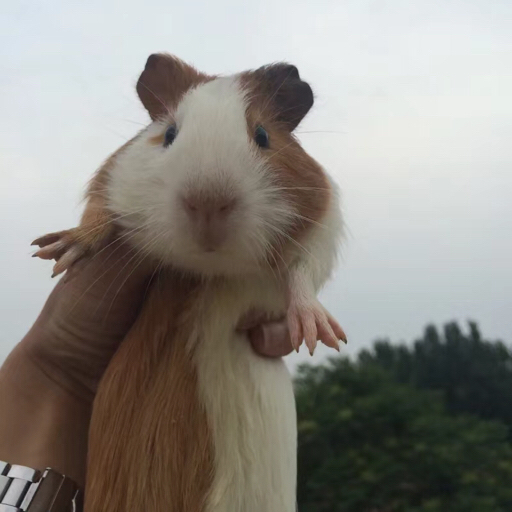 闪耀的绿光 