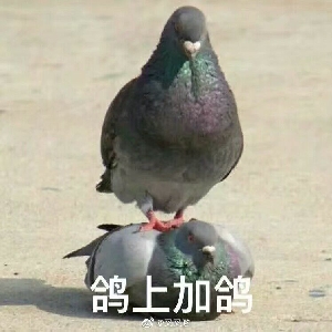 灰鸽子才不会咕咕咕 