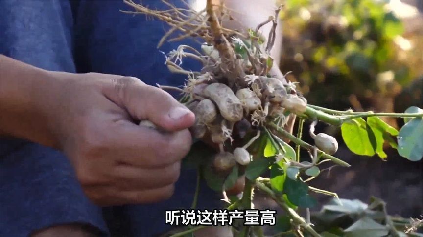 花生种植:掐芽增产好,还是自然生长好?
