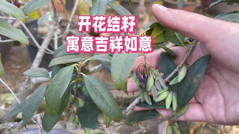 喜欢寓意好的桂花品种吗?多子多福,吉祥如意的丹桂籽