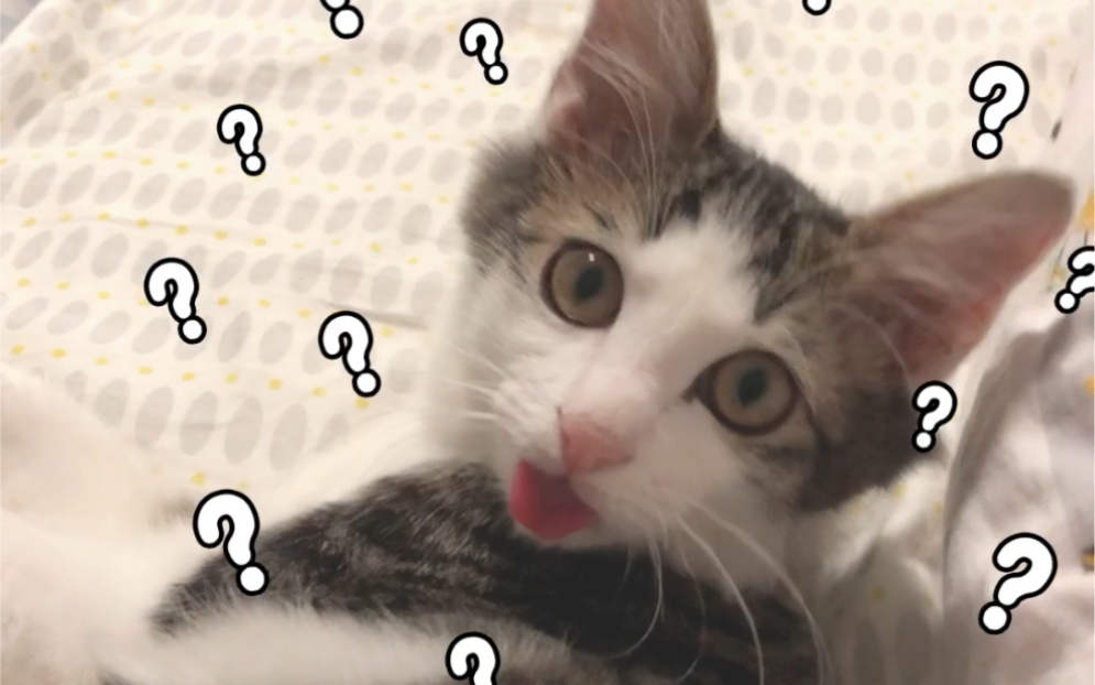 【黑豆成长记】傻fufu小奶猫忘了收舌头哈哈哈哈哈哈哈哈