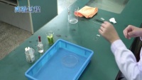 制作黄瓜表层果肉细胞临时装片