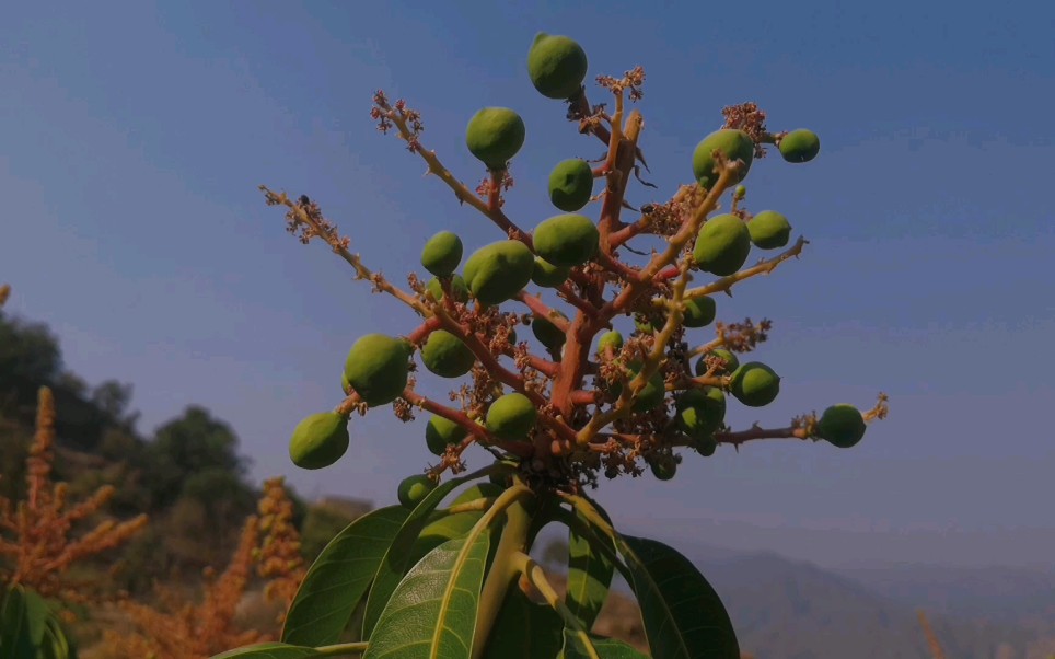 爱吃芒果的吃货们,你们肯定没见过芒果在果园开花结果成长的过程,...