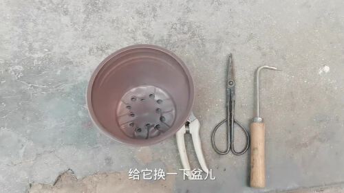 准备工具,把两颗对节白蜡换成小盆