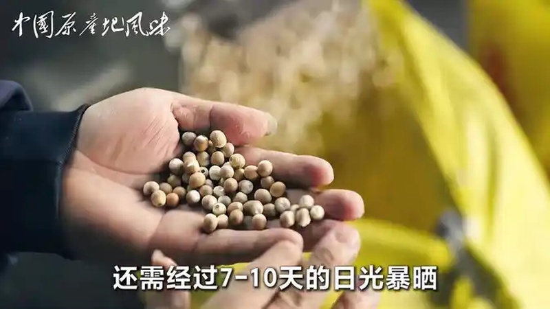 产量不足全国1却敢卖双倍价,肇实凭啥成了芡实界的爱马仕