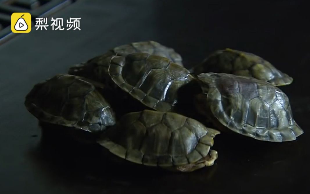 【动历史】乌龟还是蓍草?占卜竟有这样的鄙视链
