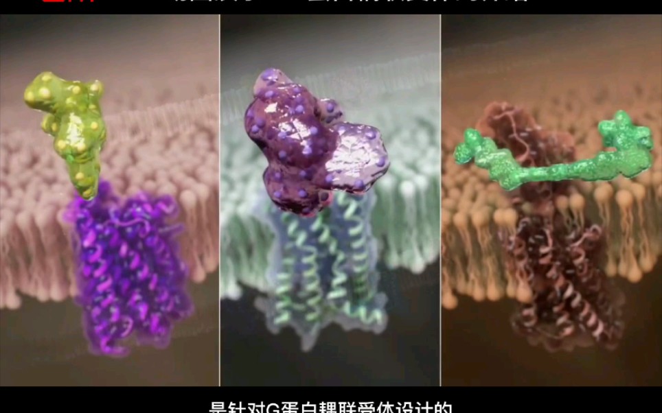 3D动画演示:G蛋白耦联受体的介绍
