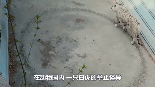 猴子“磨尖石头”砸玻璃,不料意外突然发生