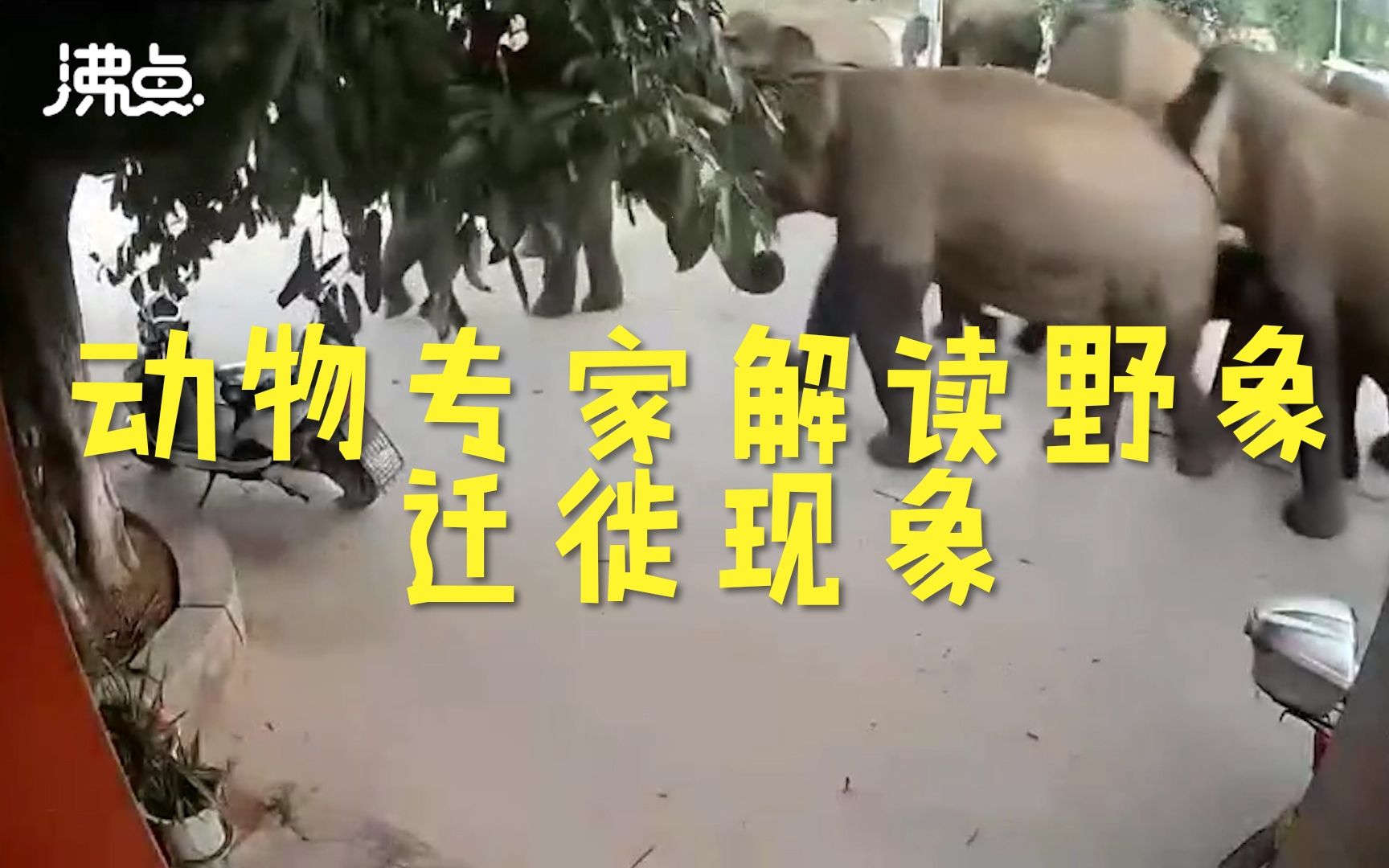 大象北迁专家解读
