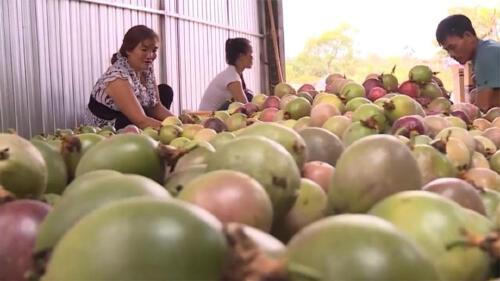 中国进口越南百香果,当地农民砍掉咖啡树,种植67500亩百香果
