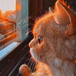 -宋忆海棠- 