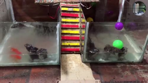 这个捕鼠器很特别,看看能捉几只老鼠!