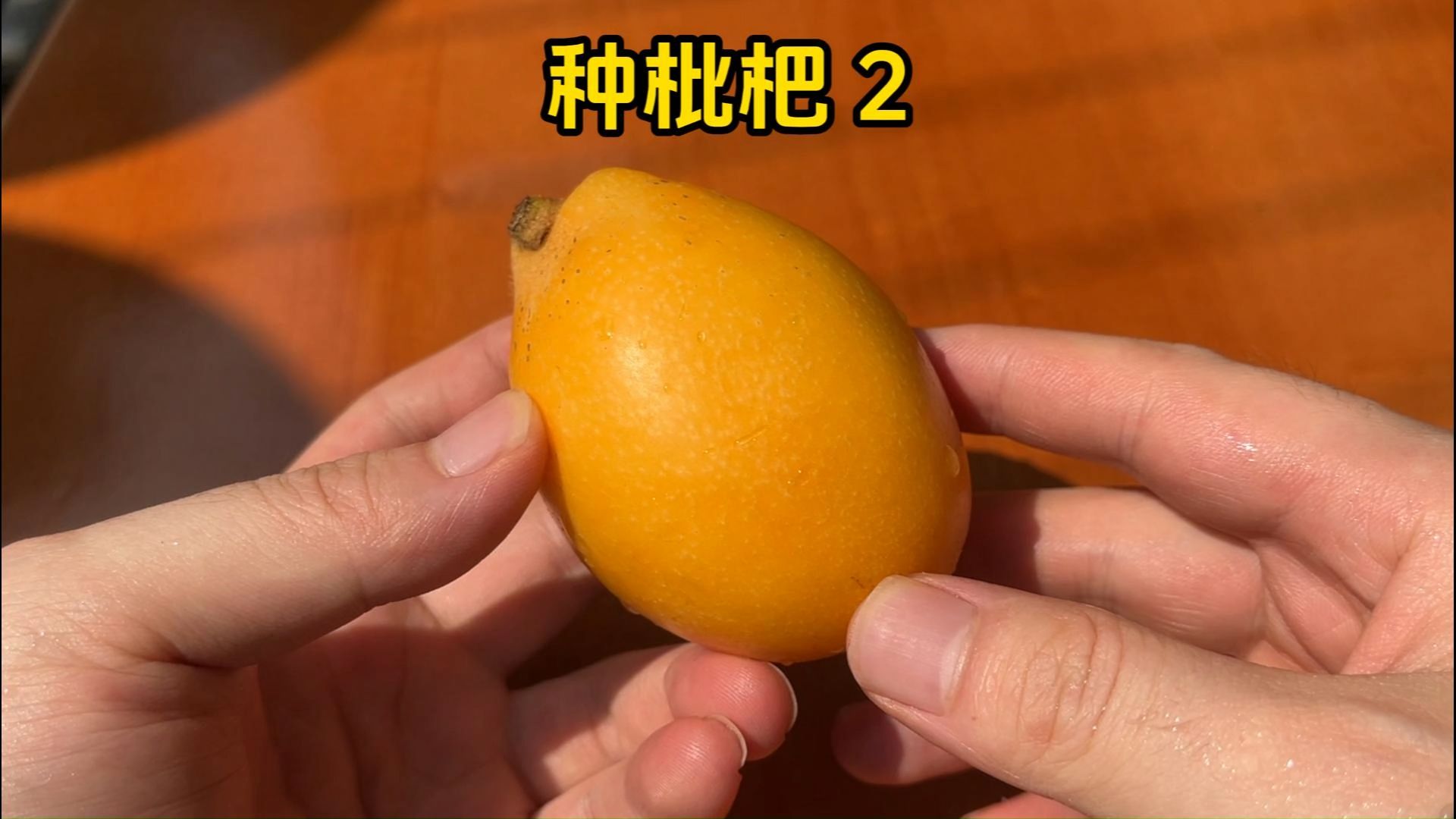 用枇杷籽种出枇杷树,不知道还要多久开花结果?