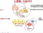 从PCR技术到新型冠状病毒核酸检测