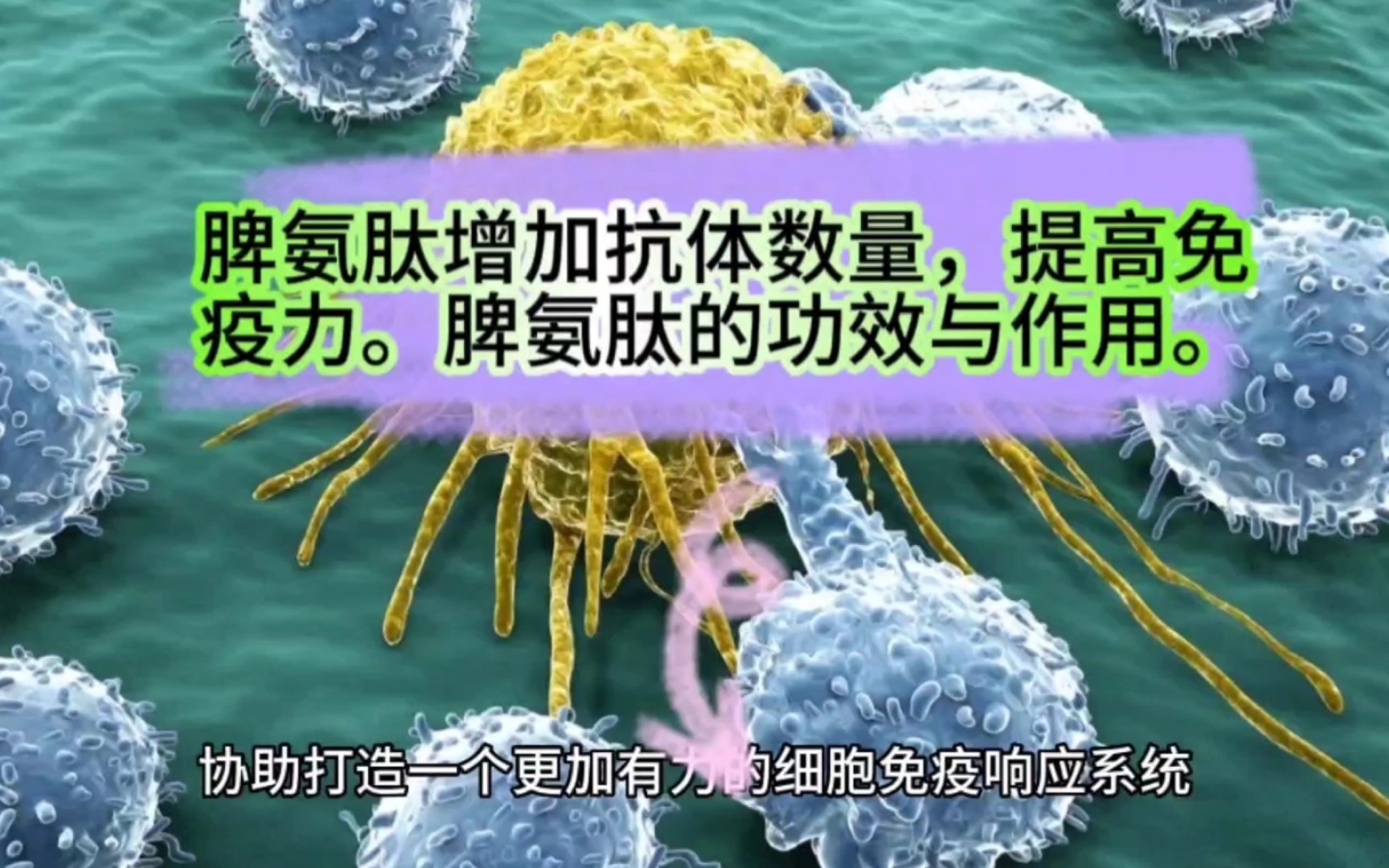 脾氨肽增加抗体,提高免疫力,巨噬细胞活性脾氨肽的功效与作用
