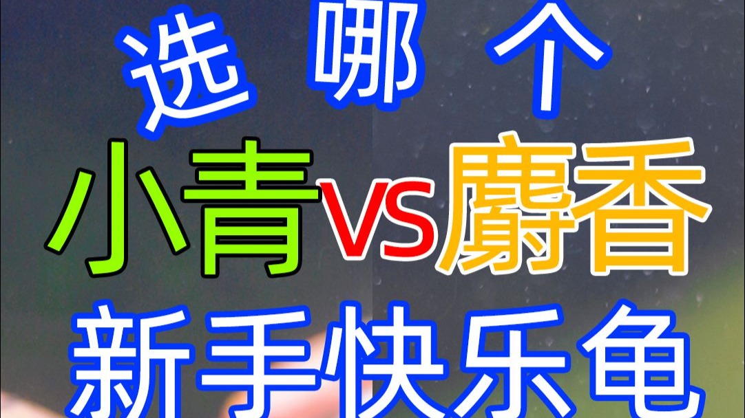 养龟踩过最大的坑:盲目跟风买小青龟,不如早听劝选麝香龟