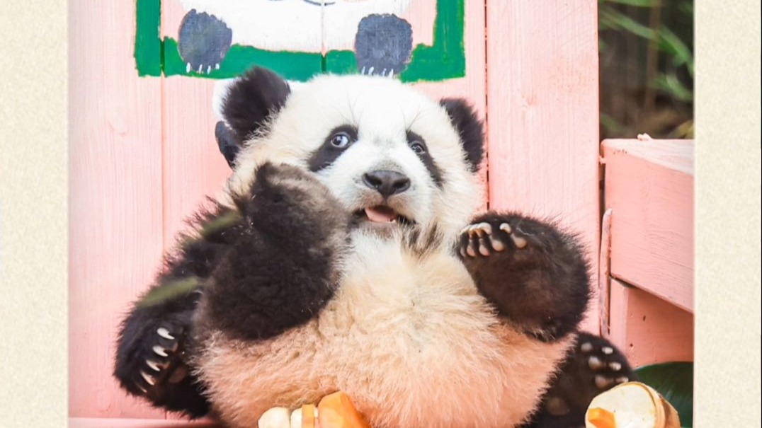 什么?“妹猪”的名场面集锦出现了!
