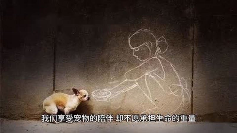 它们不该是时代的尘埃,被遗忘的流浪动物生存困境