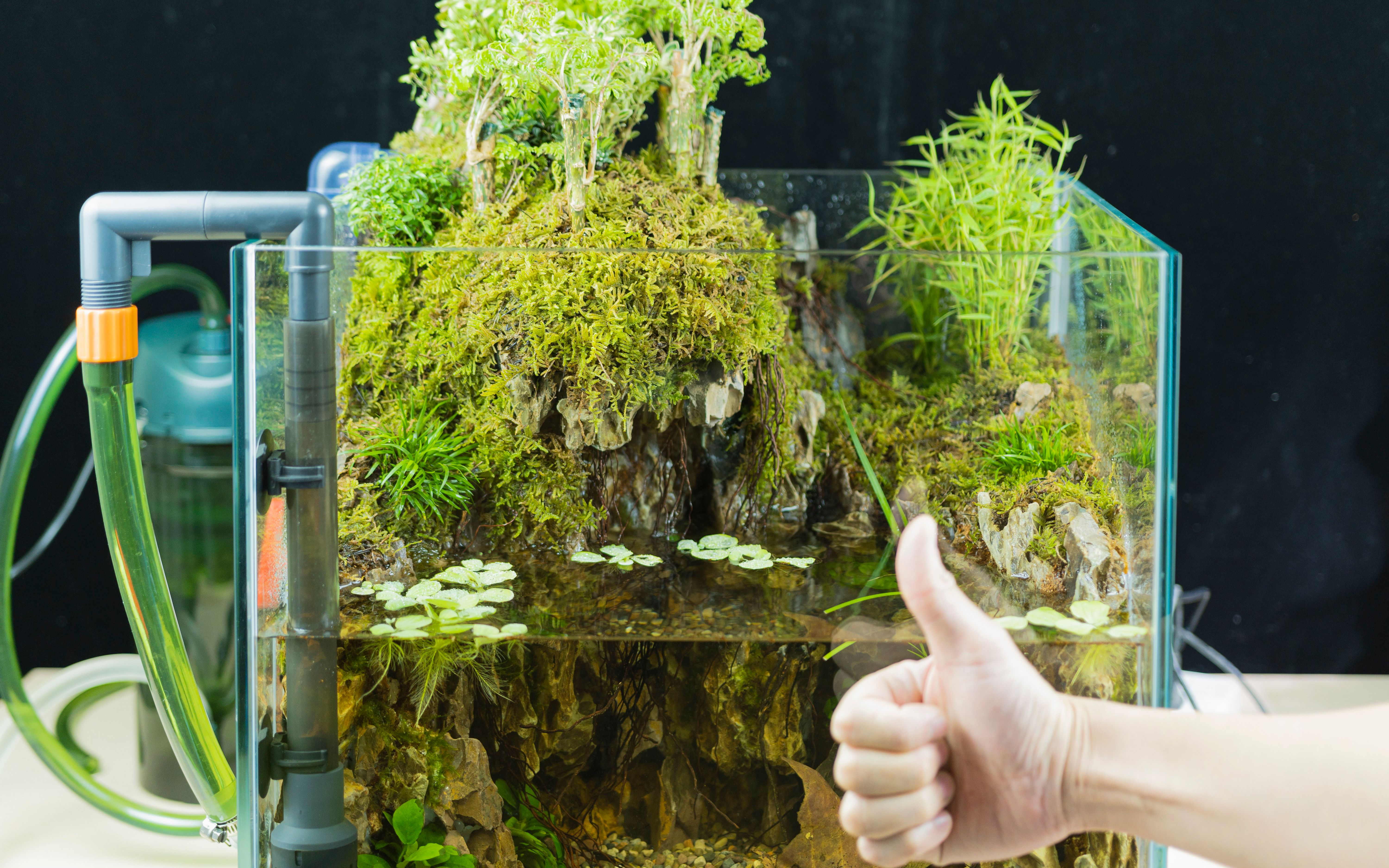 制作可以养鱼的水陆缸,过滤和反冲底滤的搭配