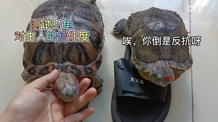 乌龟信任度测试,养了20年的巴西龟会咬主人吗?对主人有多信任