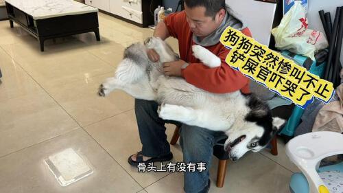 狗狗突然惨叫不止,当主人冲到狗狗面前那一刻,吓得魂都没了!