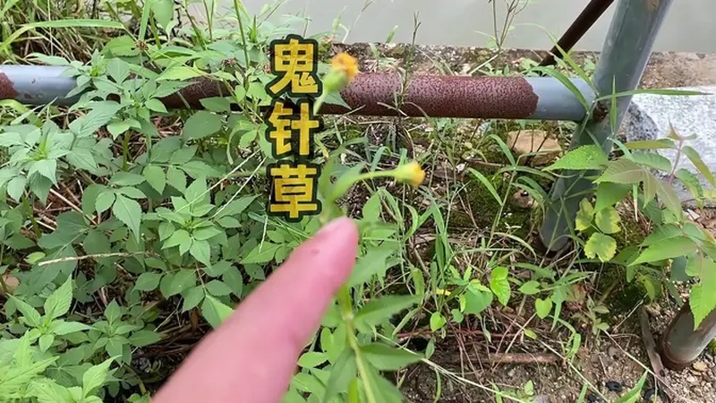 鬼针草,以后遇到了不要再把它当杂草,还有很多人不知道