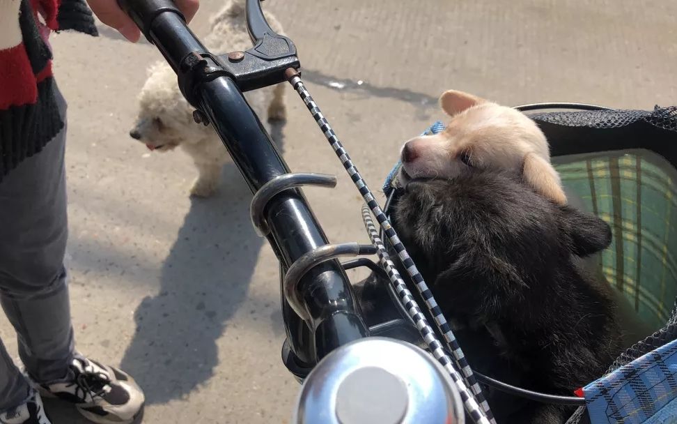 门口再次被遗弃4只奶狗,还好有了圆满暖心的结局