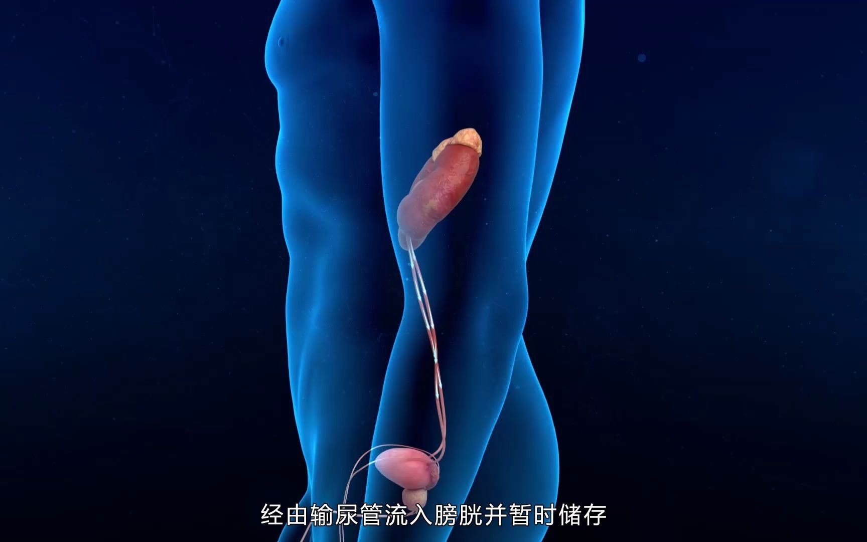 医维度3D人体解剖九大系统之泌尿系统
