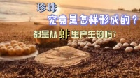 珍珠究竟是怎样形成的?都是从蚌里产生的吗?