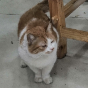 地理学酥 