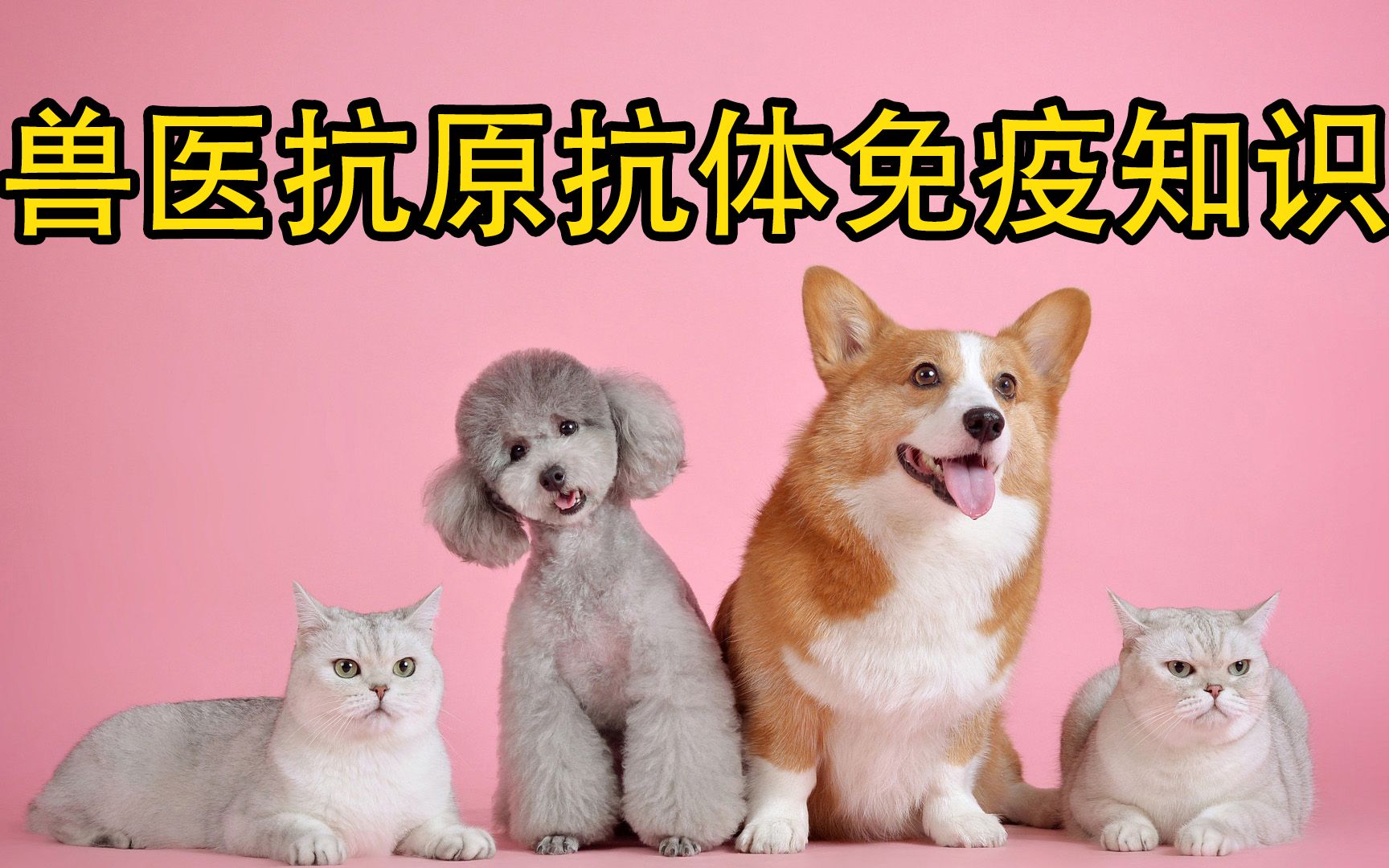 抗原抗体免疫到底是什么,兽医小常识有趣解答