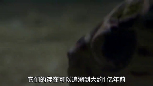 海洋里的长寿使者,强硬的背壳坚不可摧,海龟的生活特征是什么