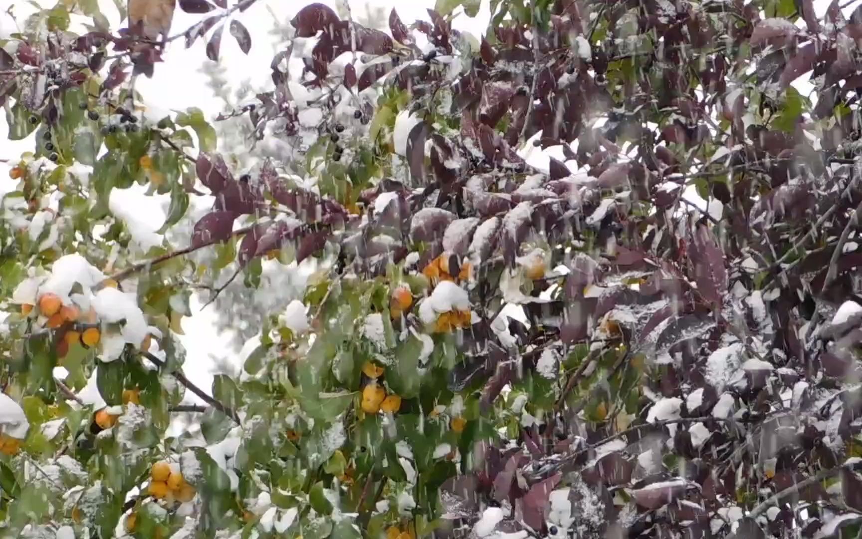 神经递质的药物胆碱能系统阻滞能引起记忆、学习的减退,与正常老年...