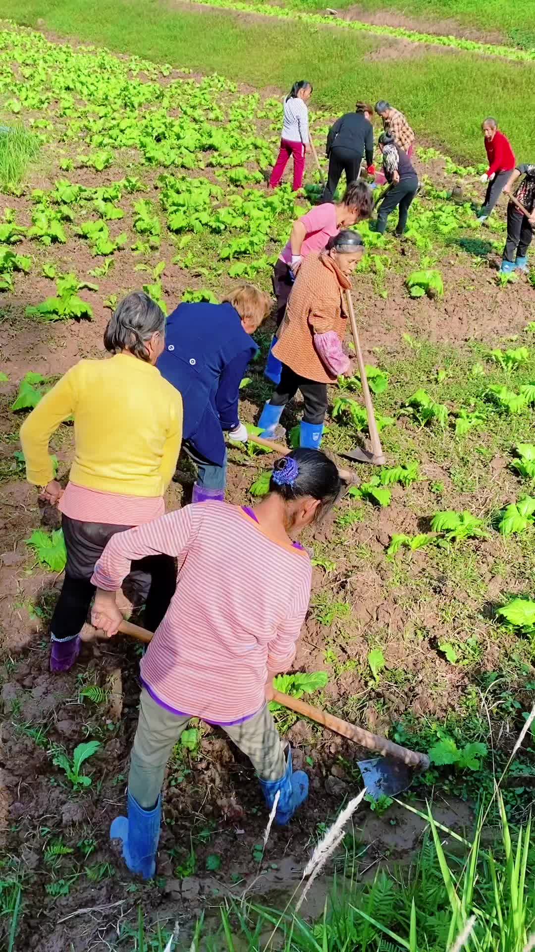 ...薪60块 #十五五规划 #农村真实 #乡村振兴 #新农人计划#我的乡村生活