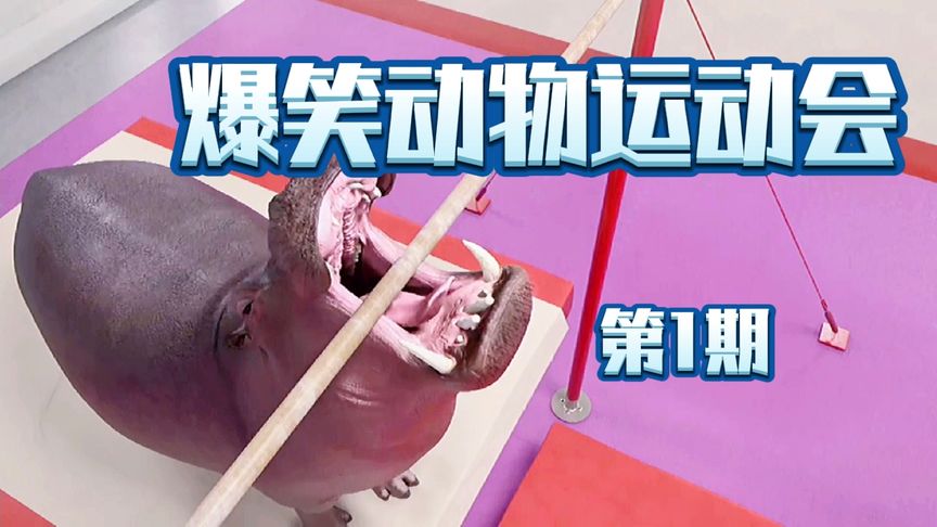 爆笑动物运动会,笑到肚子疼