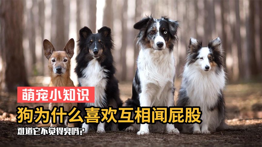 狗的鼻子那么灵敏,为什么喜欢互相闻屁股,难道它不觉得臭吗?