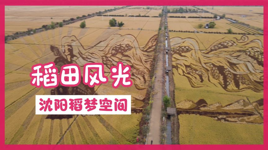 航拍 沈阳 稻梦空间 秋季 稻田风光