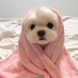 小飞侠课 