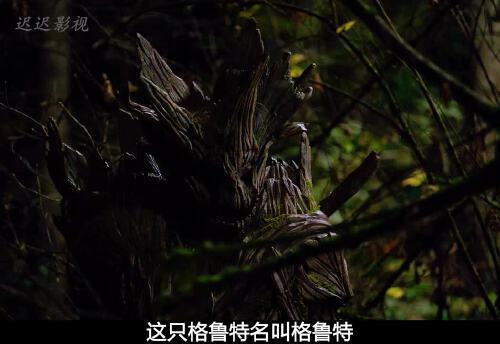 树仆格鲁特受树王差遣猎杀破坏森林环境的人类