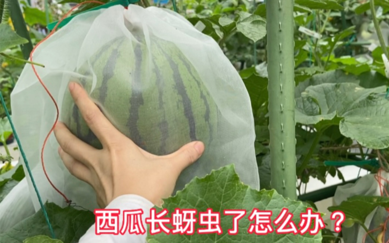 瓜果蔬菜长了蚜虫不想打农药怎么办?辣椒加茶麸天然的杀虫植物源