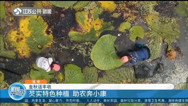 金秋话丰收!淮安:芡实特色种植,营养价值高,助农奔小康!