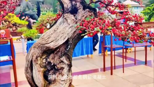 在家里养护盆景时,需要按照室内养殖盆景的四要素来管理