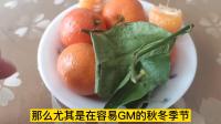 橘子叶别扔,它好处可不少,我来告诉你价值,希望你能重视它