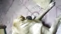 狗咬猫 全过程。